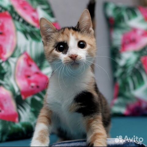 Трехцветная котенок девочка Шуша 3 месяца в дар