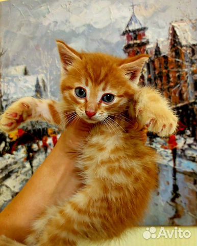 Ричи ищет дом