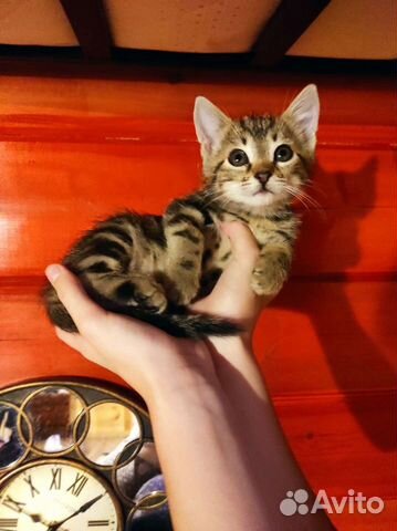 Котёнок (Котята) Красавчик и Красотки