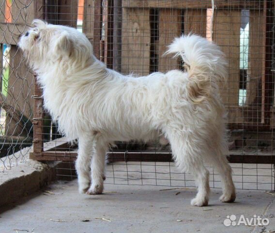 Снежок в добрые руки