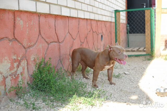 Девочка американский булли шоу класс
