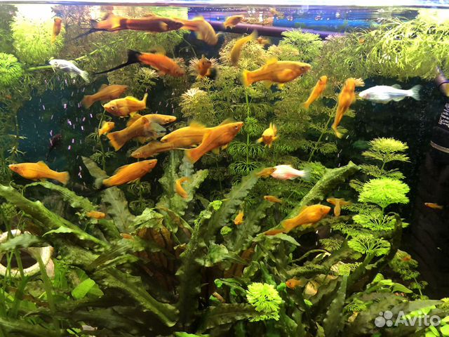 Рыбки меченосцы