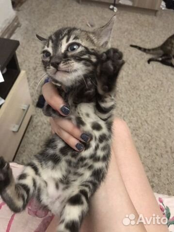 Бенгальские котята