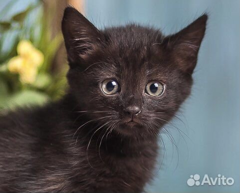 Котенок Лапушка в добрые руки