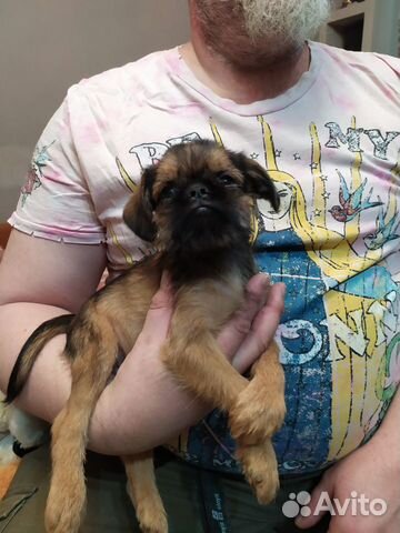 Милый Чубака