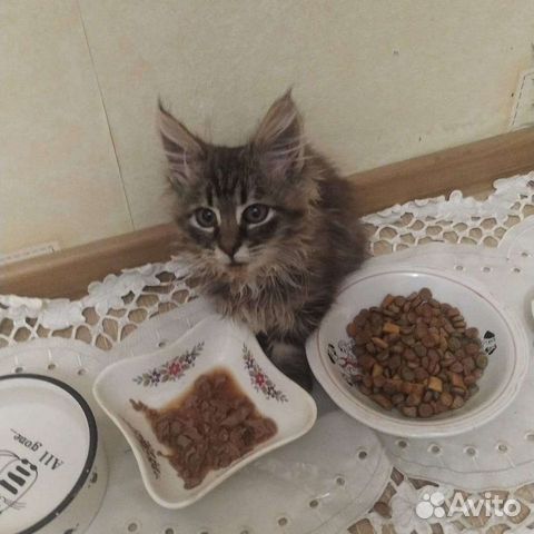 Отдам кота в добрые руки