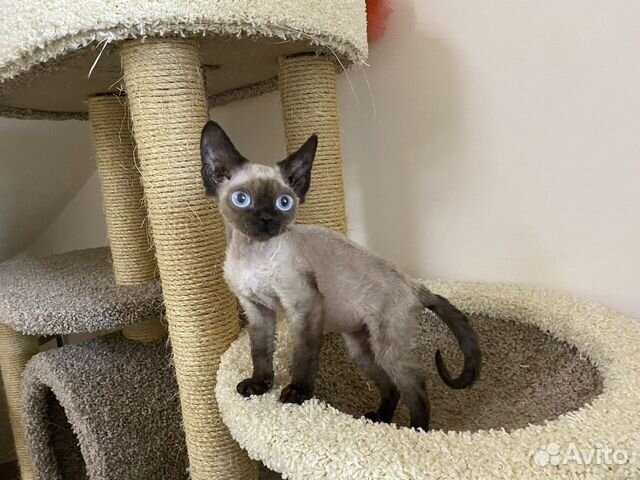 Девон-рекс котик Артур