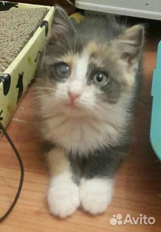 Славная маленькая крошка