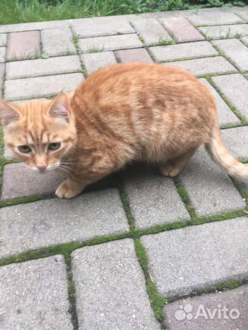 Рыжий котенок 3-х месяцев мальчик брошен на дачах