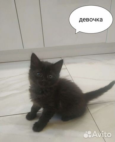 Милая кошечка ищет своих хозяев.Кушает самостоятел