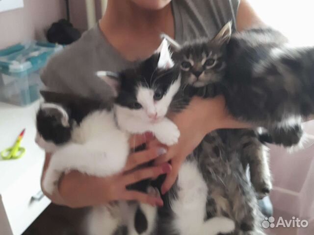 Продам котят