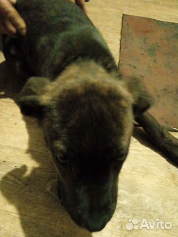 Щенок в добрые руки мама ротвейлер папа мастиф