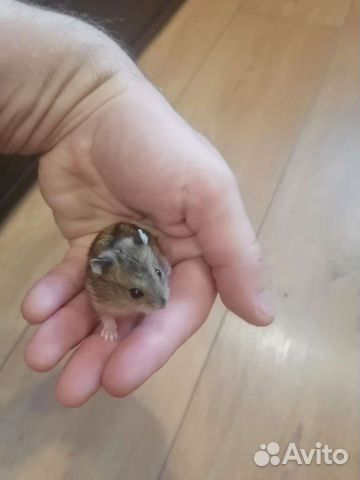 Джунгарский хомяк