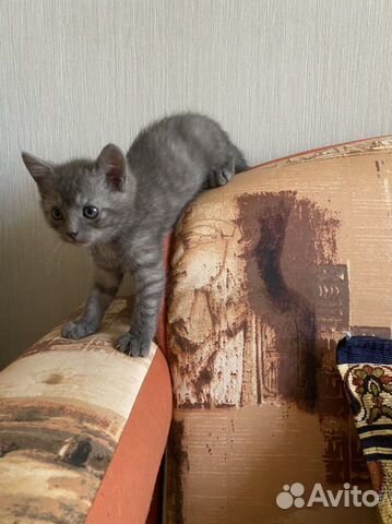 Красивый котенок от породистых родителей