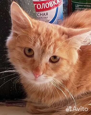 Котенок Рыжик 5 мес в дар