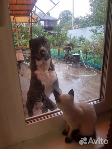 Продам собаку алабай