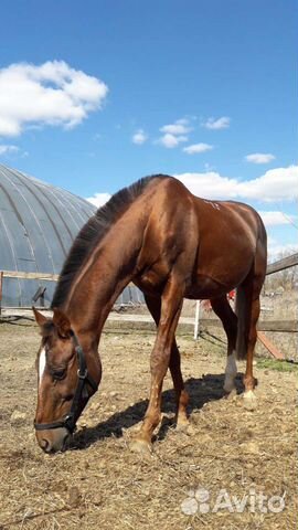 Тракененский жеребец