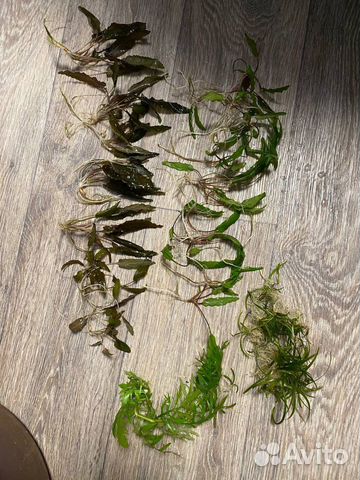 Аквариумные растения