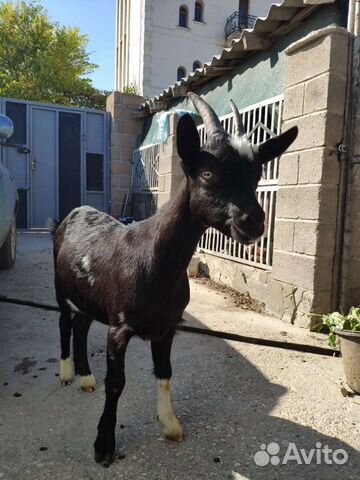 Молодая коза котная