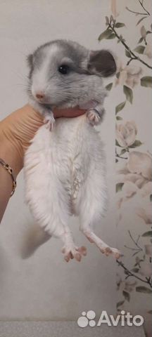 Шиншилла