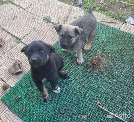 Маленькие щеночки на выбор 2 мес