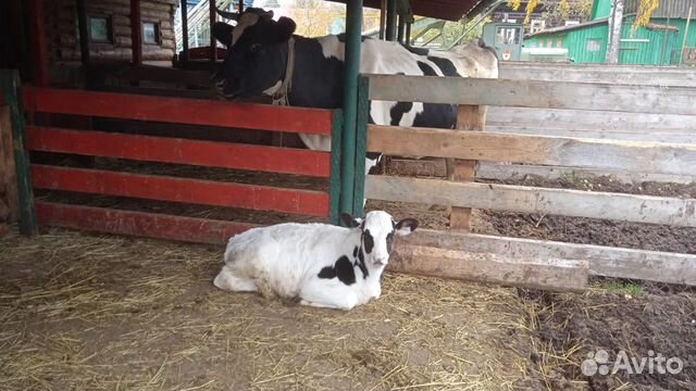 Продам бычка 1,5 месяца