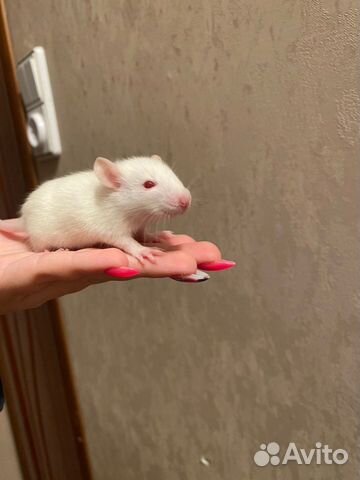 Крысята ) уважаемые любители грызунов Предлагаю ва