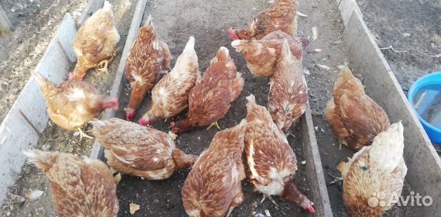 Куры-несушки оптом
