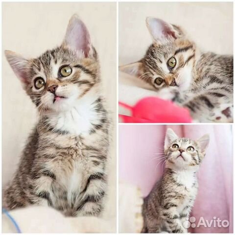 Котёнок, котята малышка 2 мес в дар