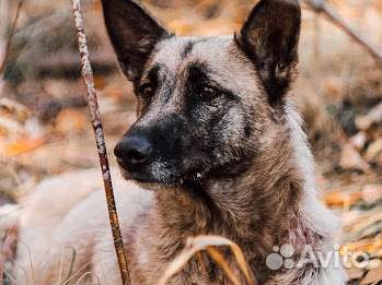 Бельгийская овчарка