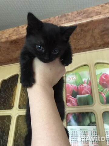 Котенок девочка бесплатно в добрые руки