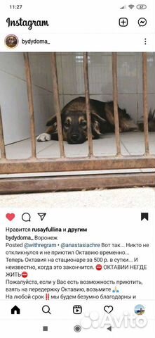 Найдена собака