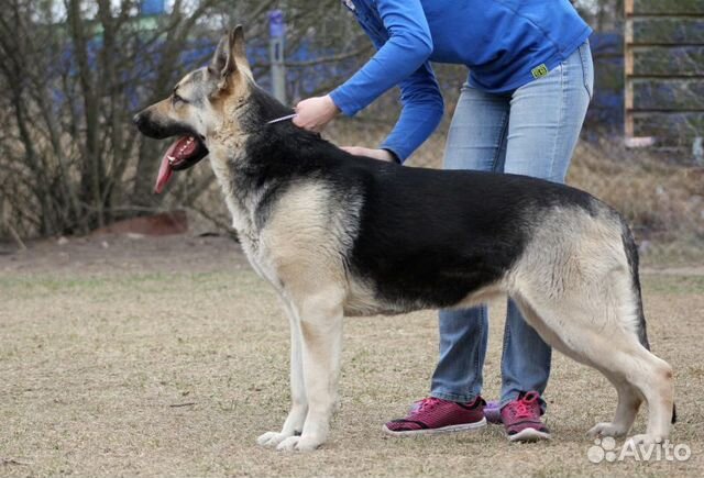Восточноевропейские овчарки