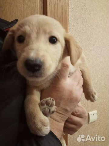 Метисы,лабрадор и овчарки