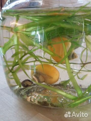 Продажа/обмен аквариумных улиток Ампулярия и Хелен