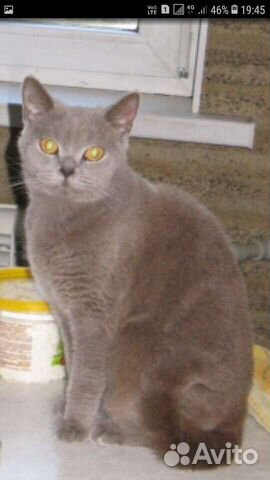 Британская и другие котейки ищут дом