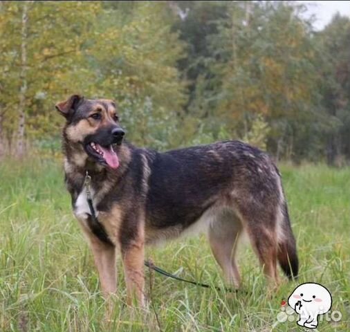 Дина ждёт тебя в приюте