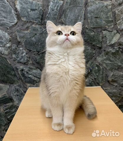 Обаятельный котик