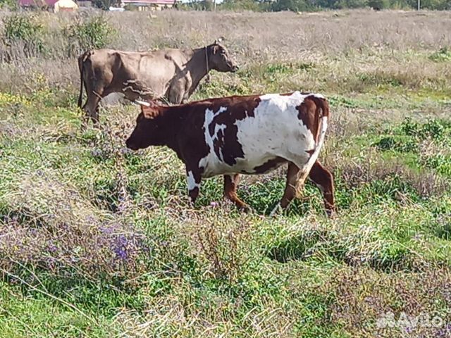Продам стельную телку