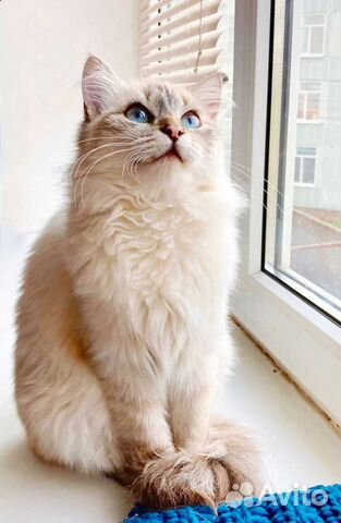 Котенок Невская маскарадная метис