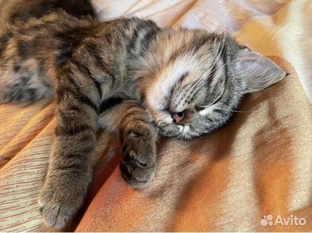 Котята 3 месяца