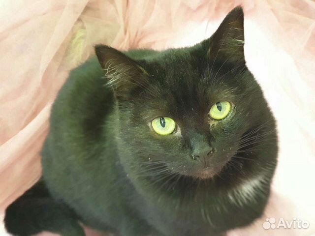 Зеленоглазая красавица ждет своего человека