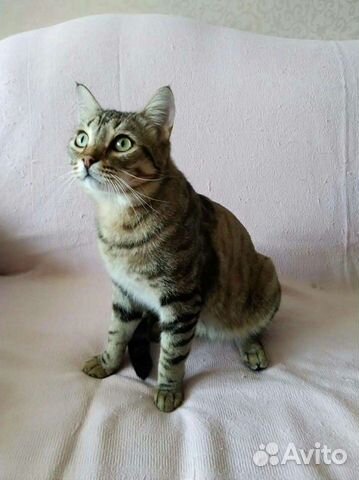 Котейка