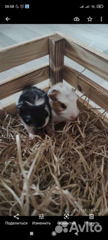 Морские свинки