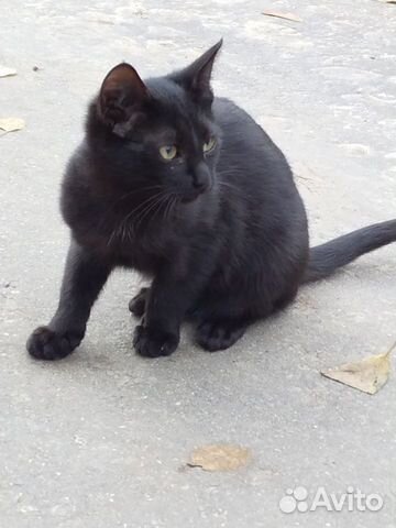 Черная маленькая багира