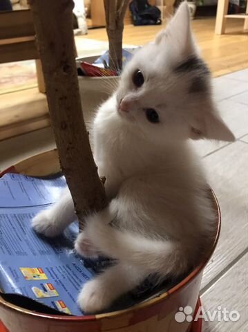 Продам котенка девочку, ответсвенным хозяевам
