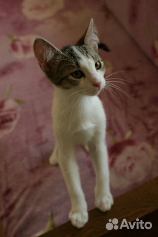 Очаровательный Беляш