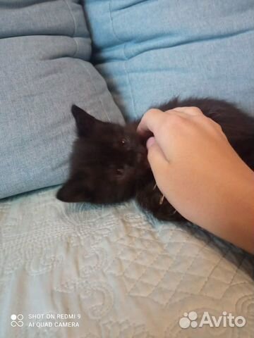 Котенок девочкс,черная в добрые руки бесплатно