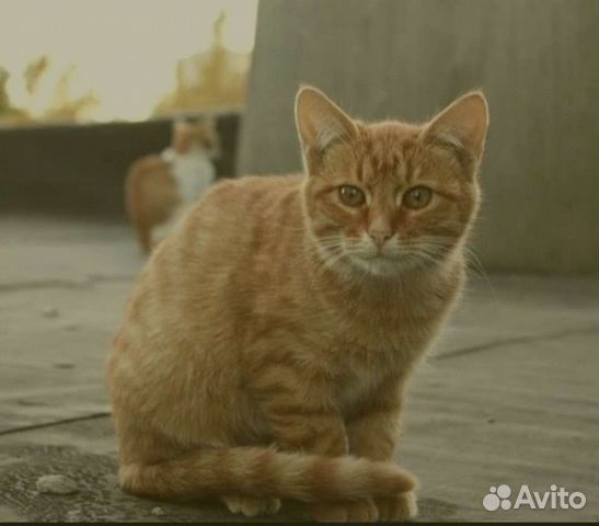 Рыжий красавец котенок приносит счастье