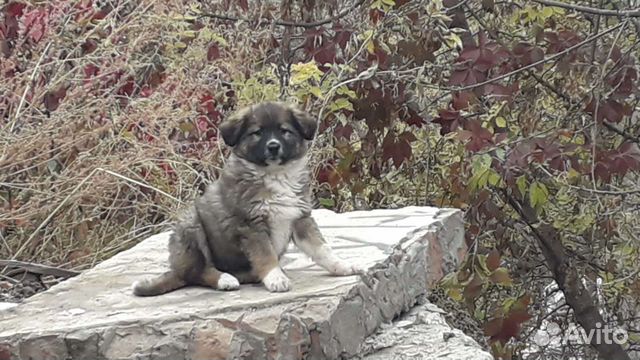 Собака в добрые руки щенок